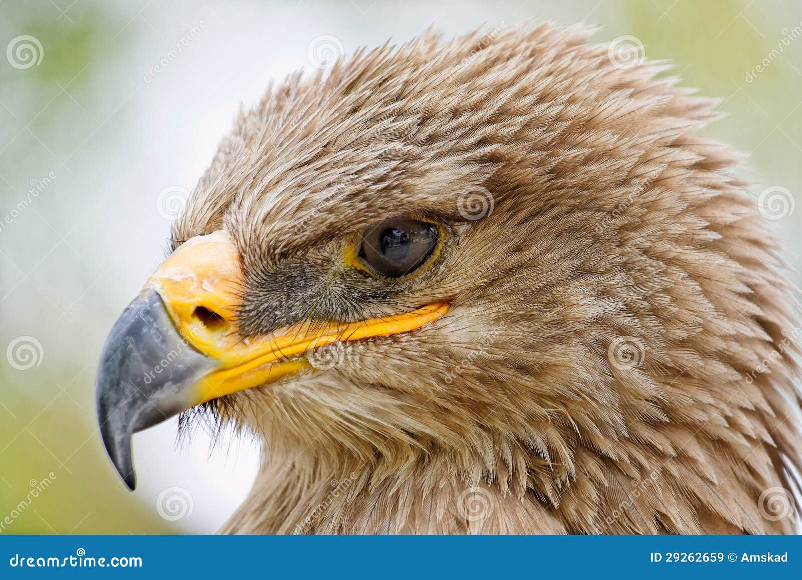 Raptors stock image. Image of eyes, predator, carnivore - 29262659