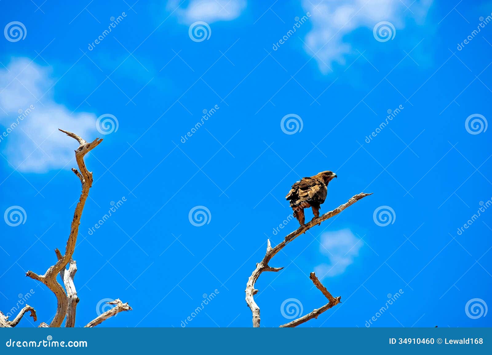 Raptors stock photo. Image of feathers, wild, kenya, eagle - 34910460