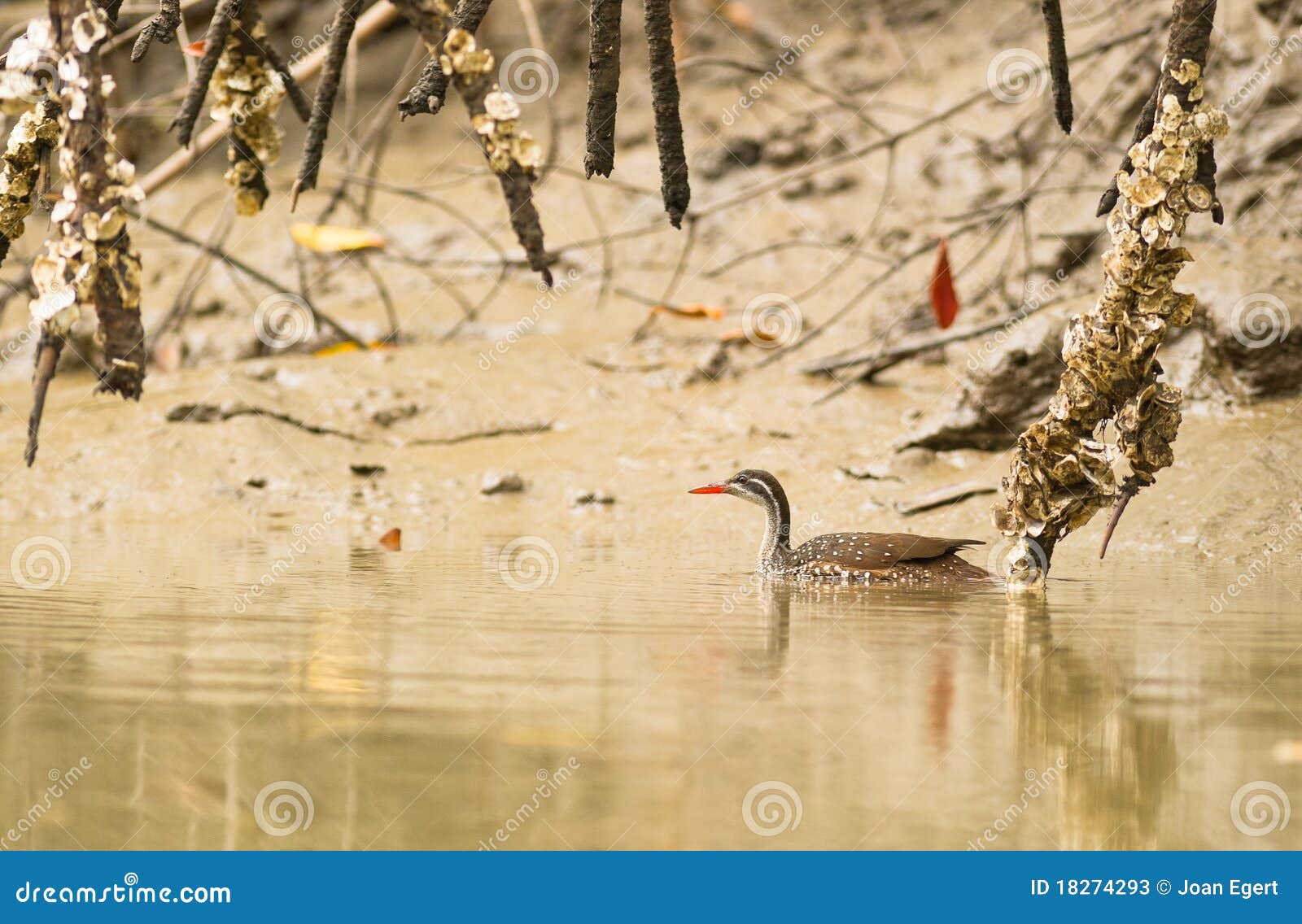 The rare African Finfoot stock image. Image of animal - 18274293