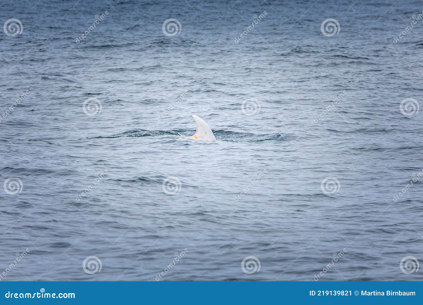 Rare Albino Dolphin. Caspar the Albino Dolphin in the Pacific Ocean ...