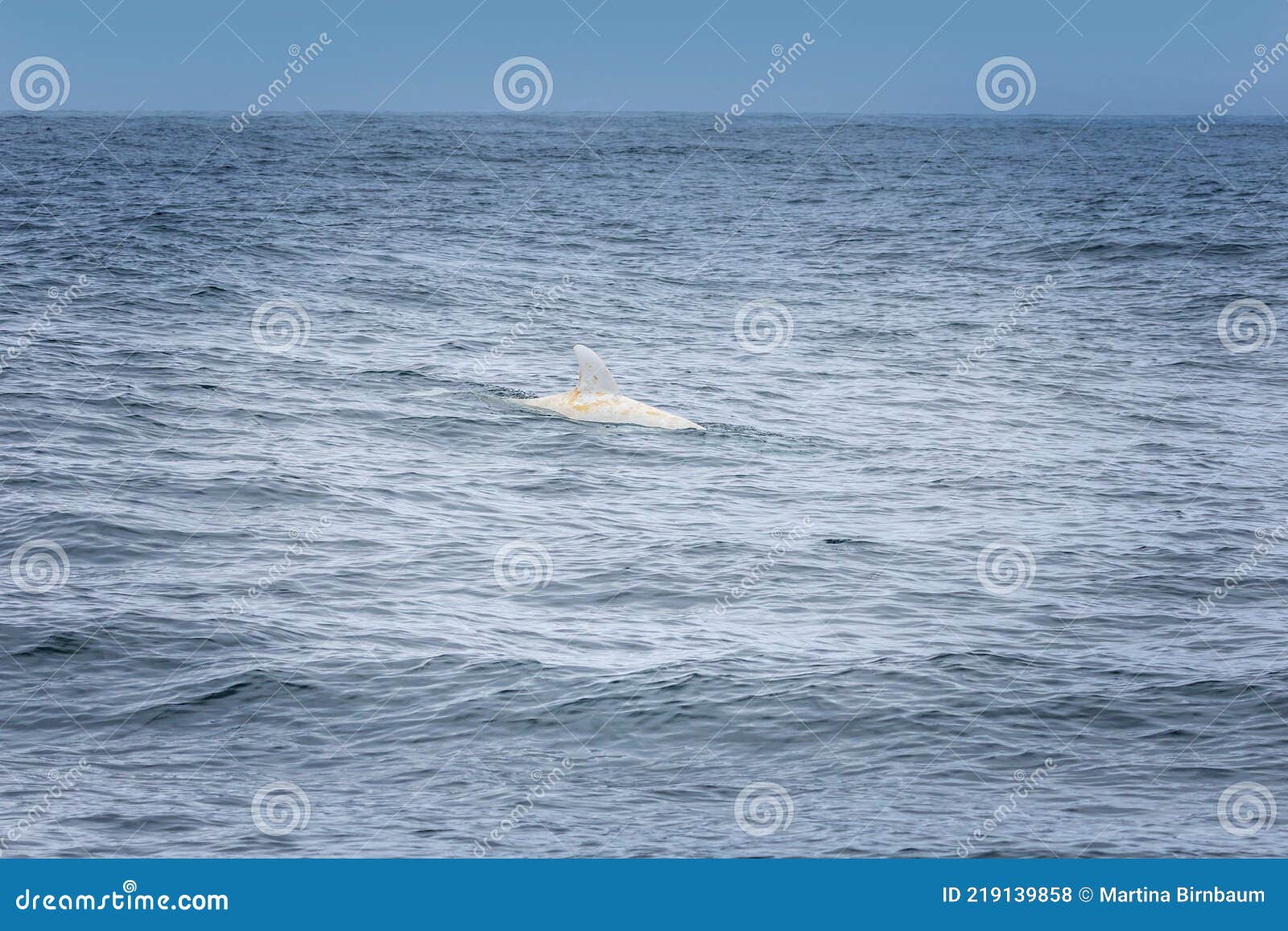 Rare Albino Dolphin. Caspar the Albino Dolphin in the Pacific Ocean ...