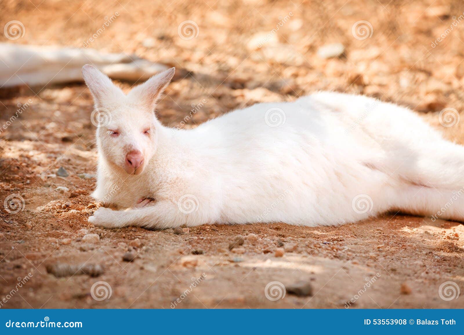Rare Albino Kangaroo stock photo. Image of environment - 53553908