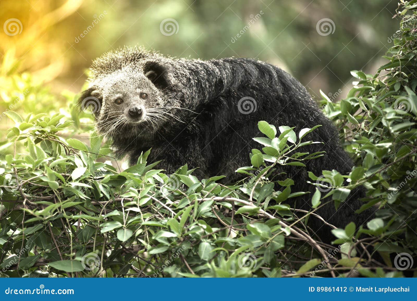 Rare and Amusing Animal - Binturong. Stock Photo - Image of binturong ...