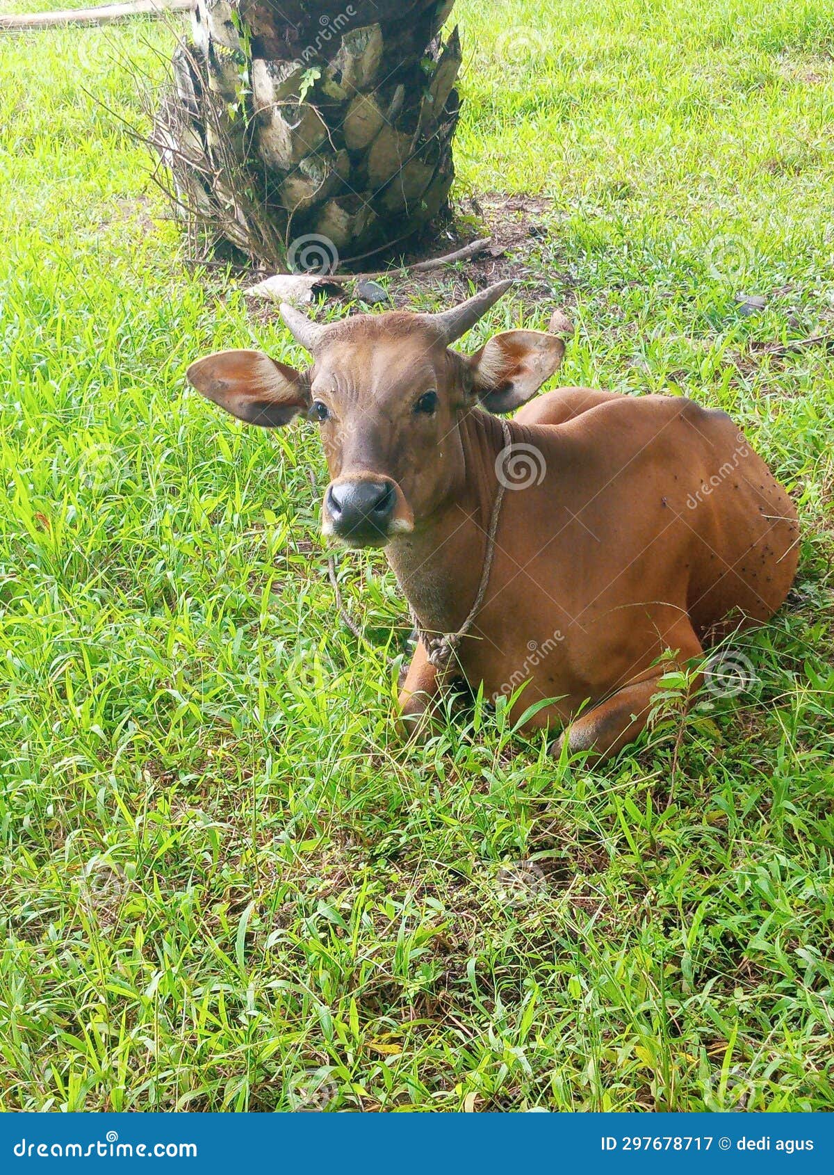 A Rare Animal from the Forest with Two Horns Stock Image - Image of ...