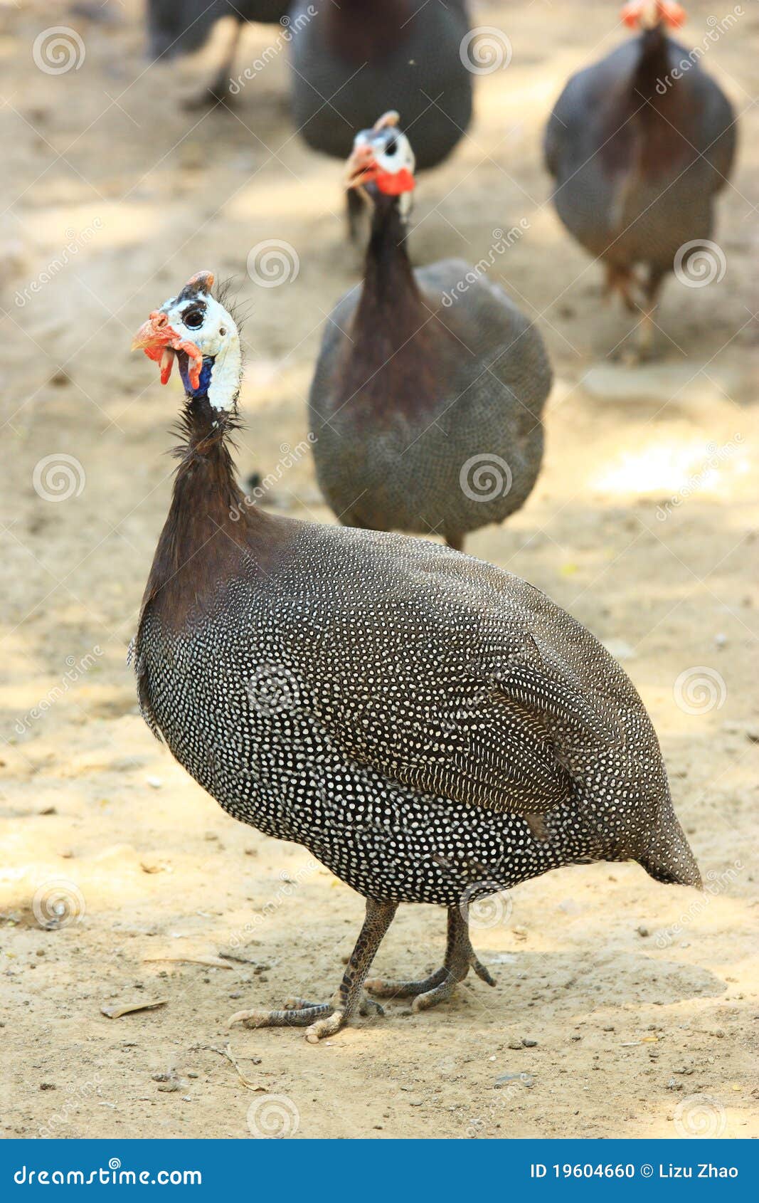 Rare animal keet stock photo. Image of bird, fowl, maran - 19604660