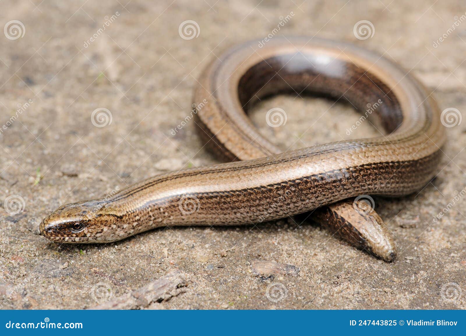 Legless Shiny Harmless Lizard Slow Worm Stock Image - Image of slowworm ...