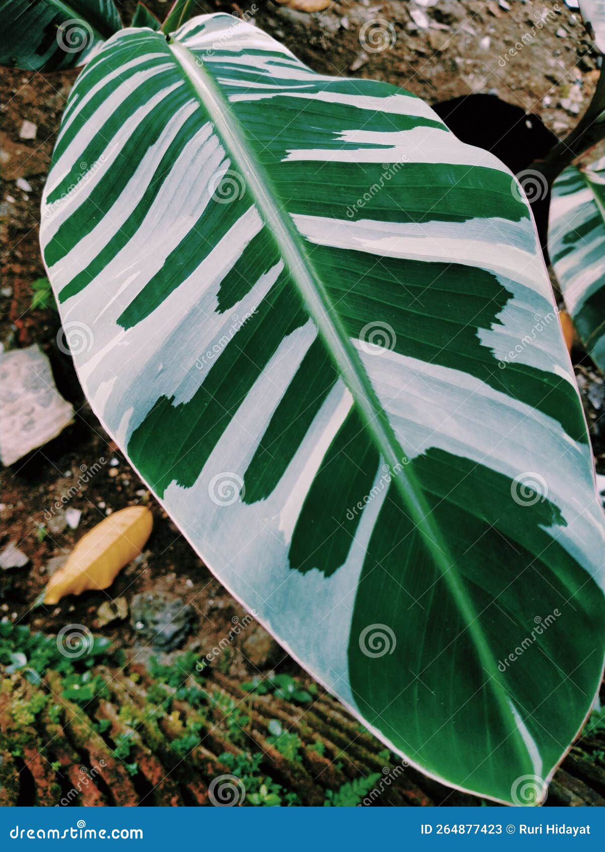 Rare Banana Tree Musa Aeae Variegated Stock Image - Image of rare ...