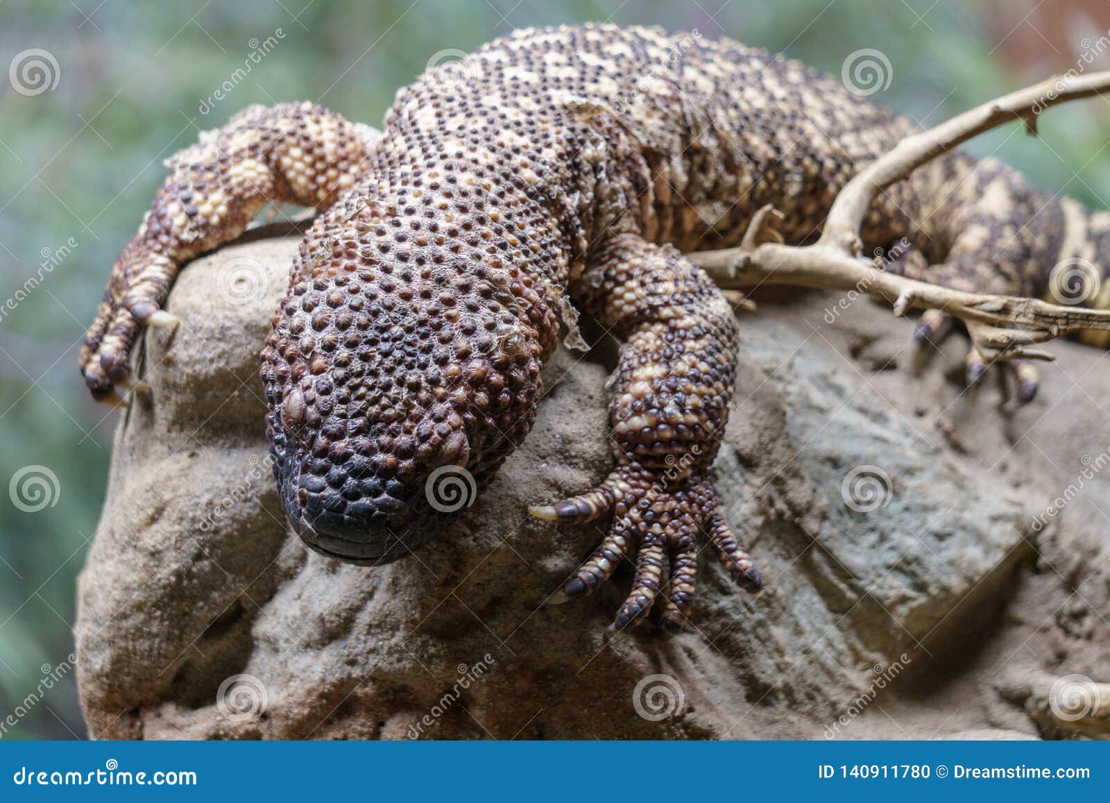 Rare beaded lizard stock photo. Image of gila, poison - 140911780