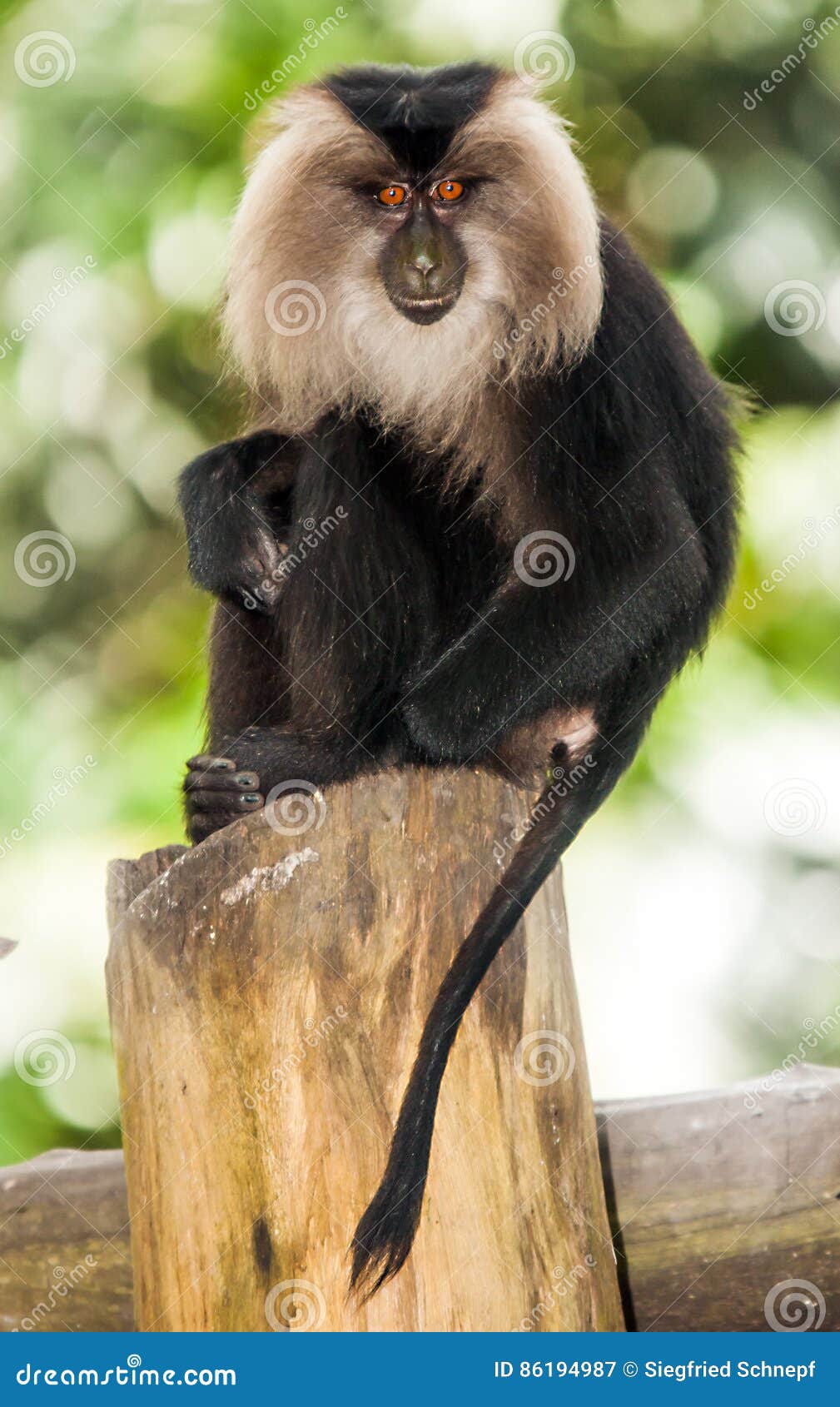 Rare Beard Monkey stock image. Image of area, macaca - 86194987