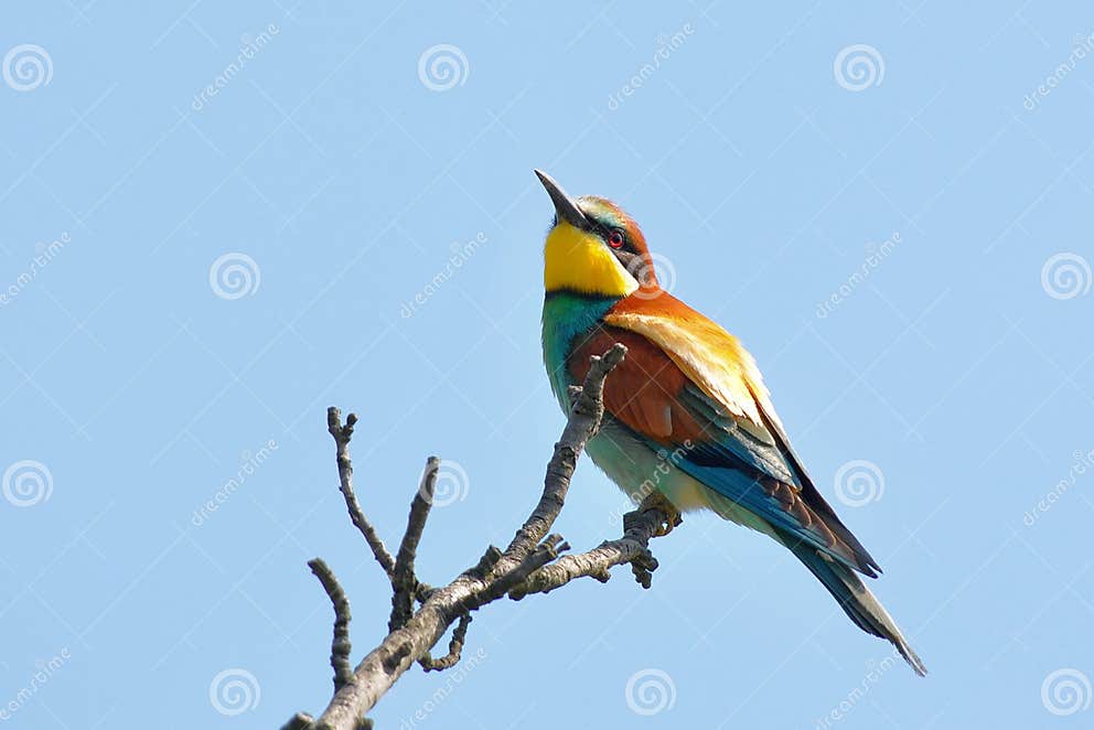 Rare bee-eater bird stock image. Image of green, nature - 9822127