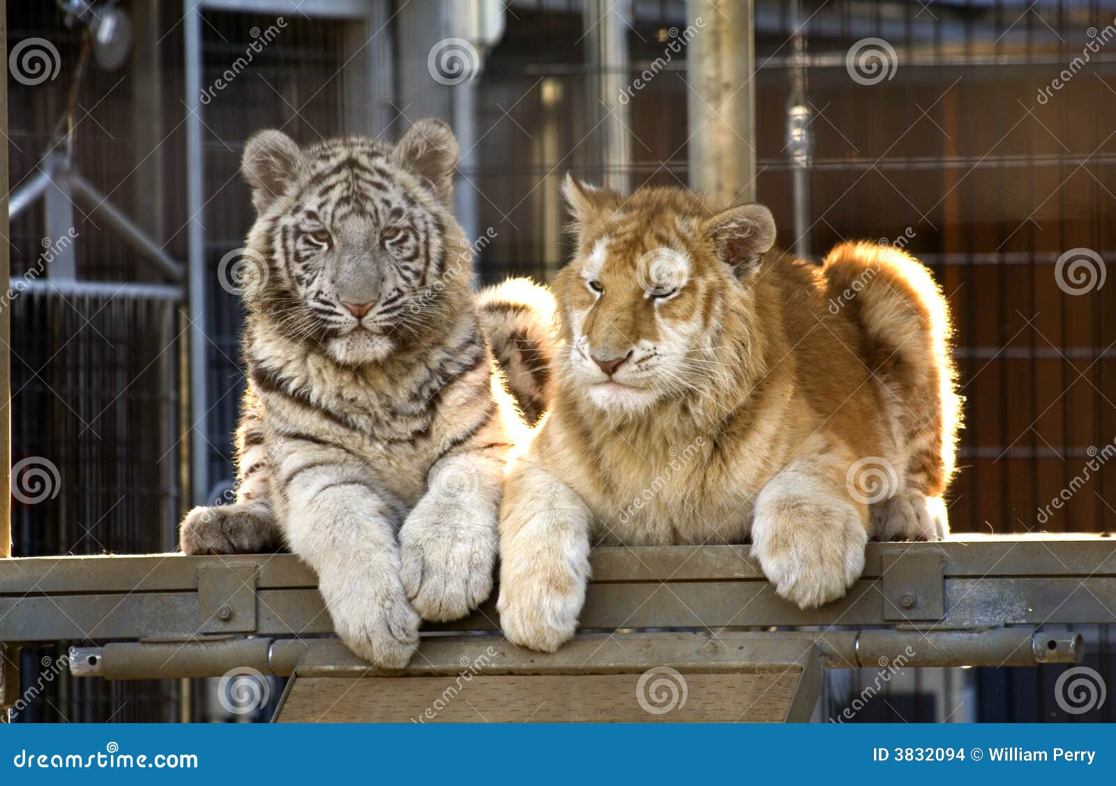 Rare Bengal Tiger Cubs stock photo. Image of endangered - 3832094