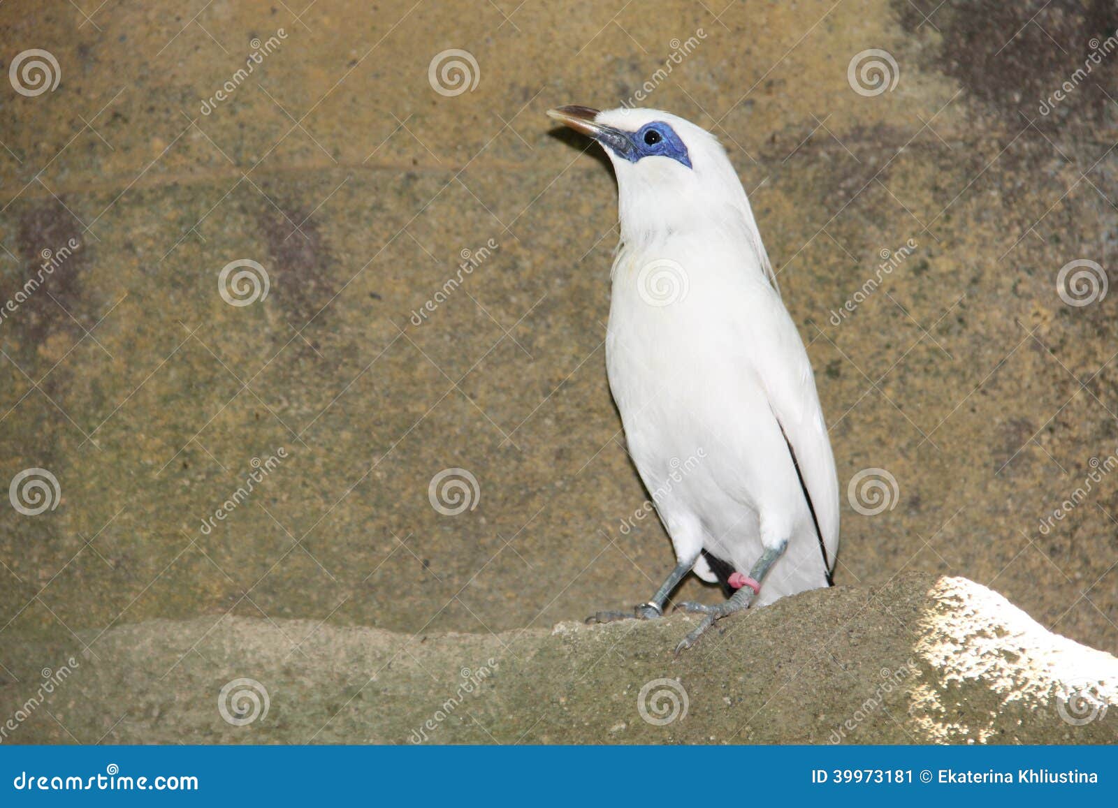 Rare Bird Called White Starling Stock Image - Image of small, stone ...