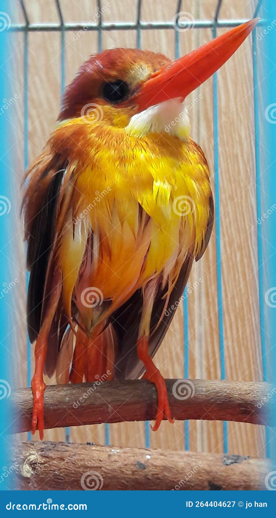 A Rare Bird and Have a Beauty Color Stock Image - Image of rare, color ...