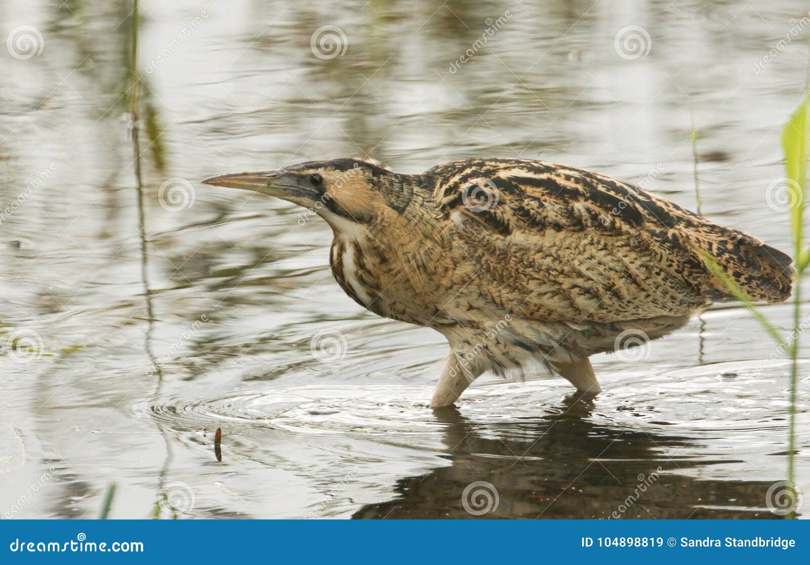 A Rare Bittern Botaurus Stellaris Crossing the Channel in a Reed Bed ...