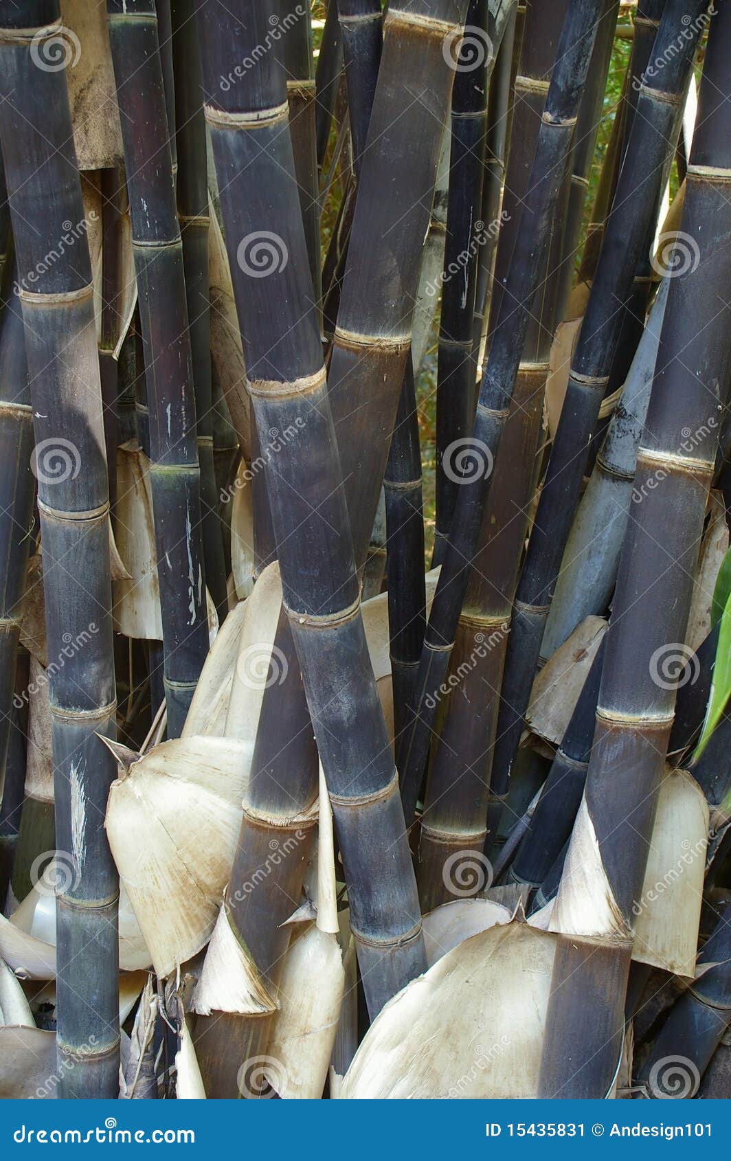 Rare black bamboo stock image. Image of branch, beauty - 15435831