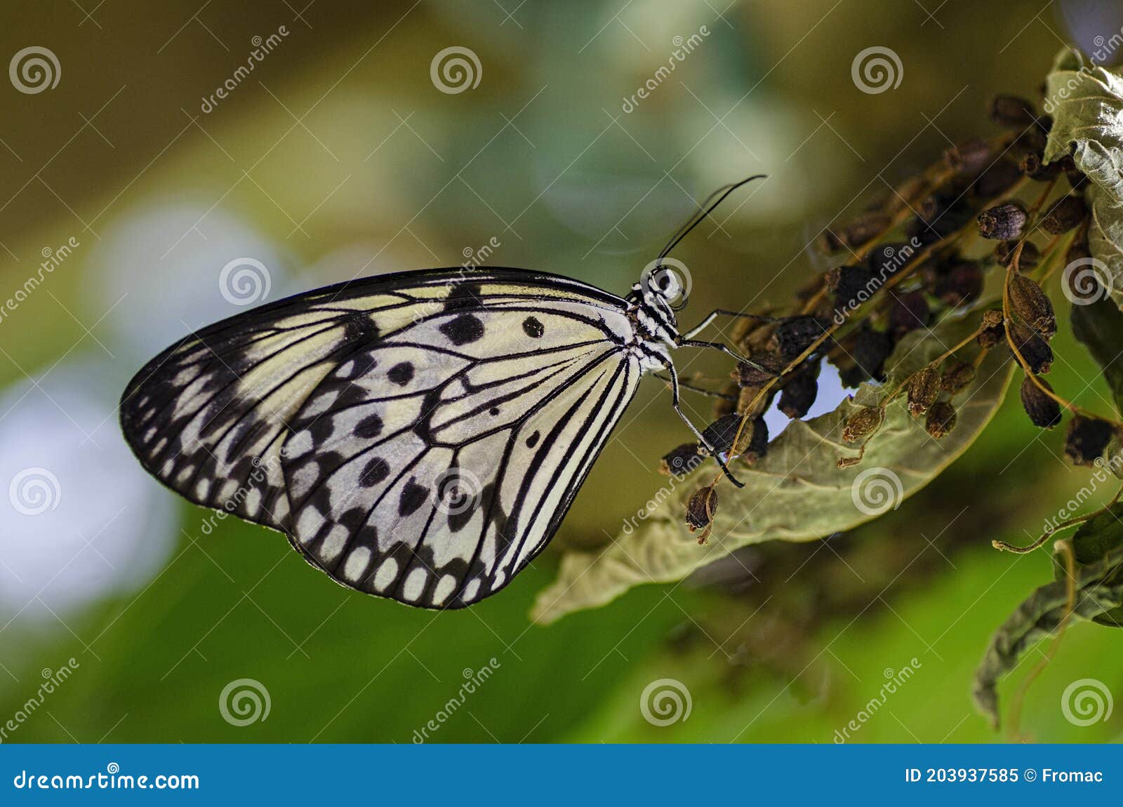 Rare Black and White Monarch Butterfly Stock Image - Image of proboscis ...