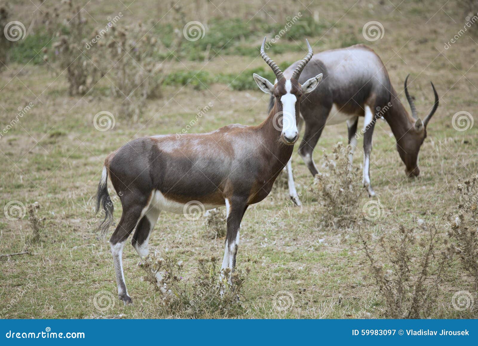 Rare Blesbok, Damaliscus Dorcas Phillipsi Stock Image - Image of nature ...