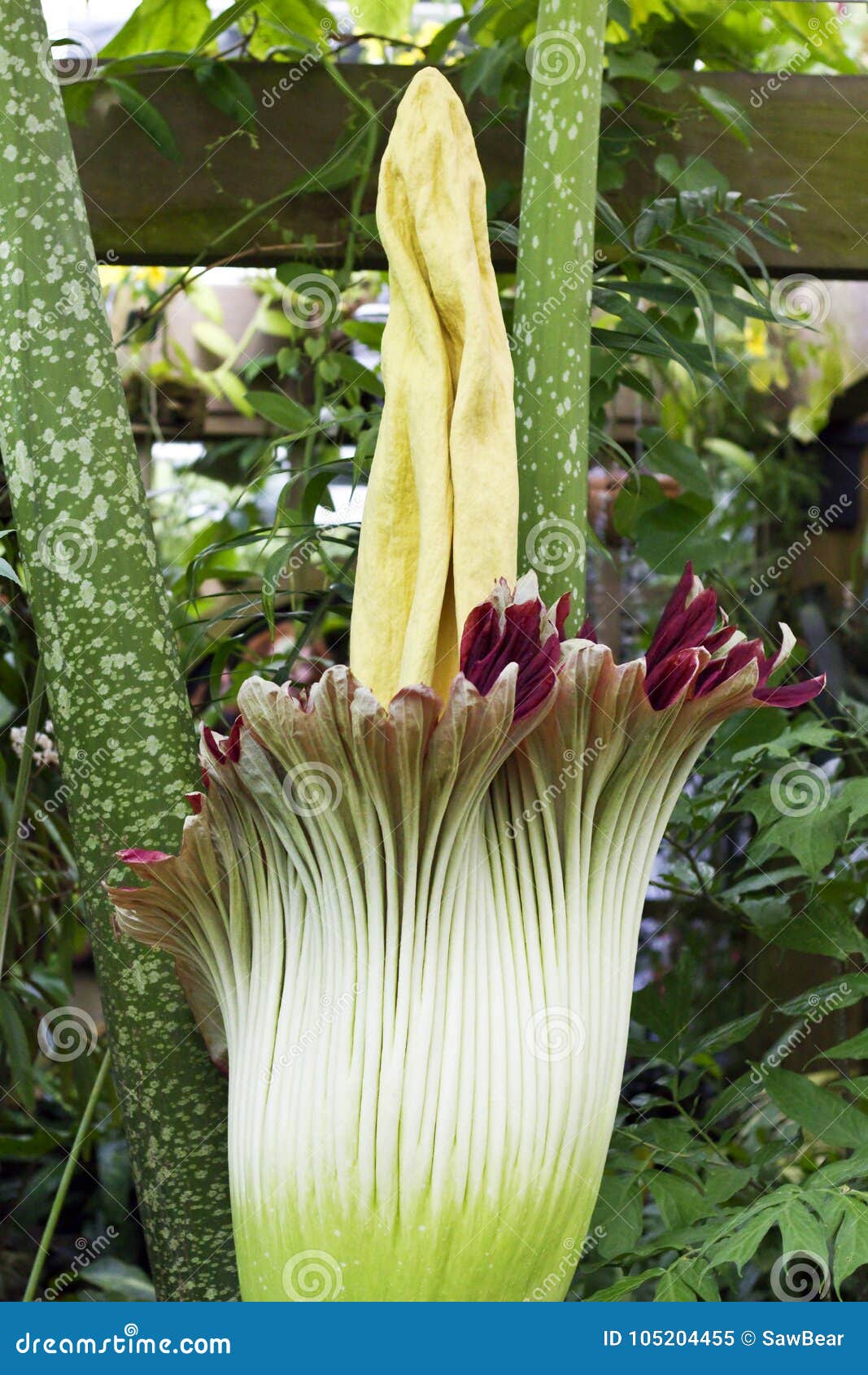 A Rare, Blooming Corpse Plant Stock Image - Image of largest, arum ...