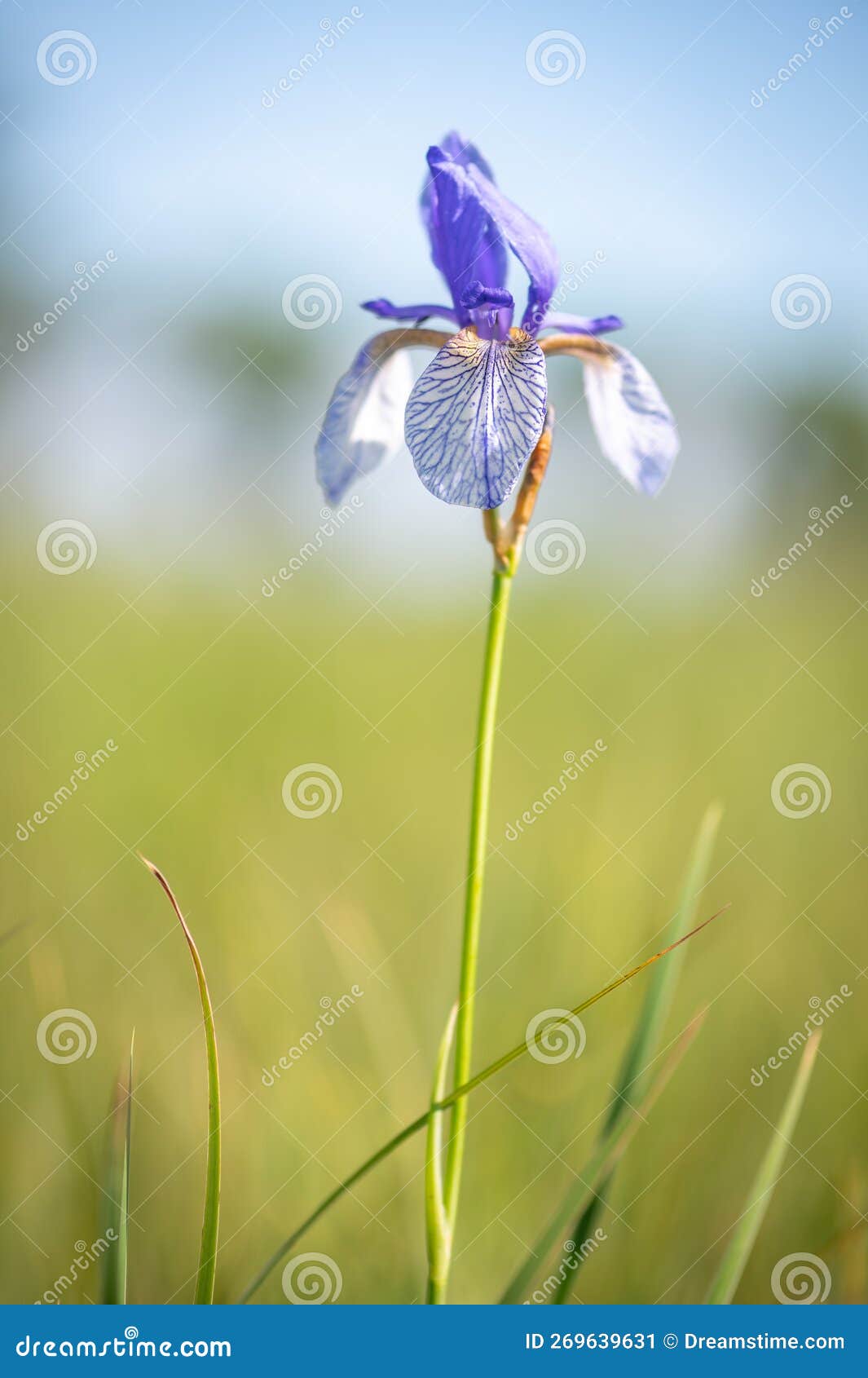 Rare Blue Flowering Plant Iris Sibirica Sky Wings Siberian Iris In A Meadow In The Slovakian