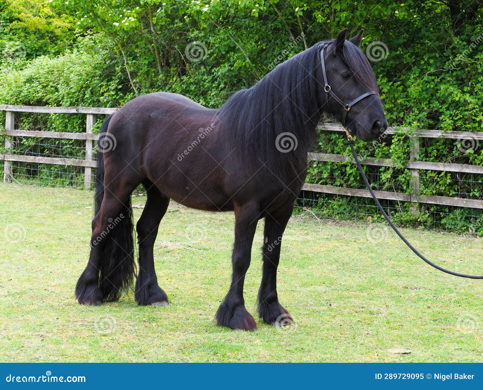 Rare Breed Dales Pony stock image. Image of halter, gelding - 289729095