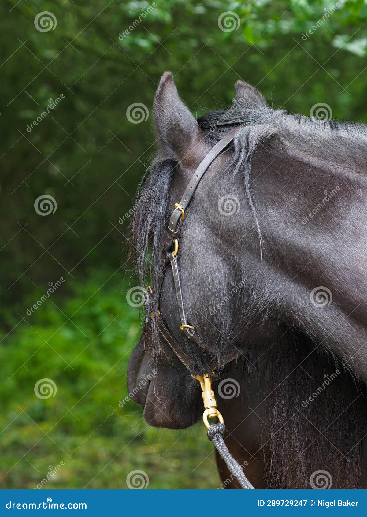 Rare Breed Dales Pony Head Shot Stock Image - Image of field, halter ...