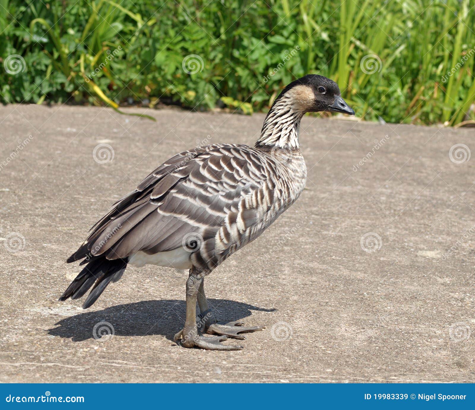 Rare breed Hawaiian Goose stock image. Image of scarce - 19983339