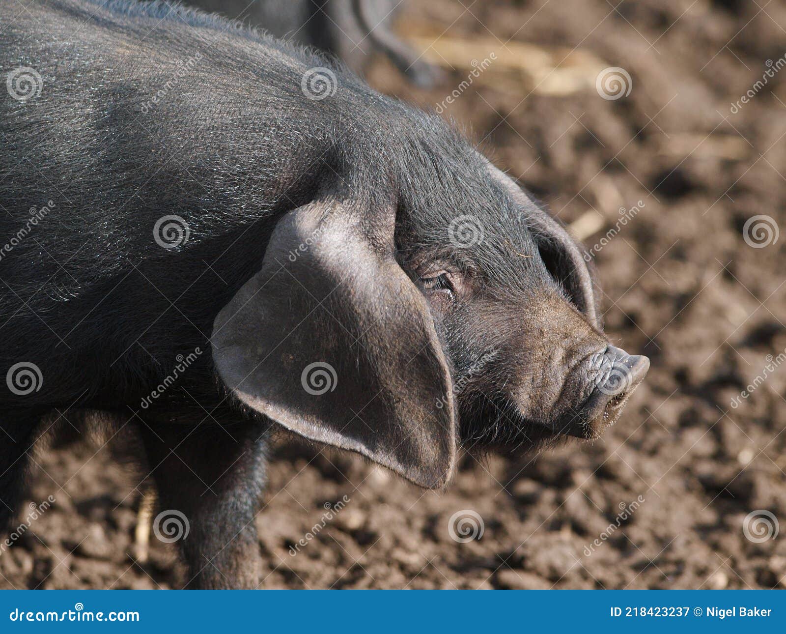 Rare Breed Pig stock image. Image of muddy, suffolk - 218423237