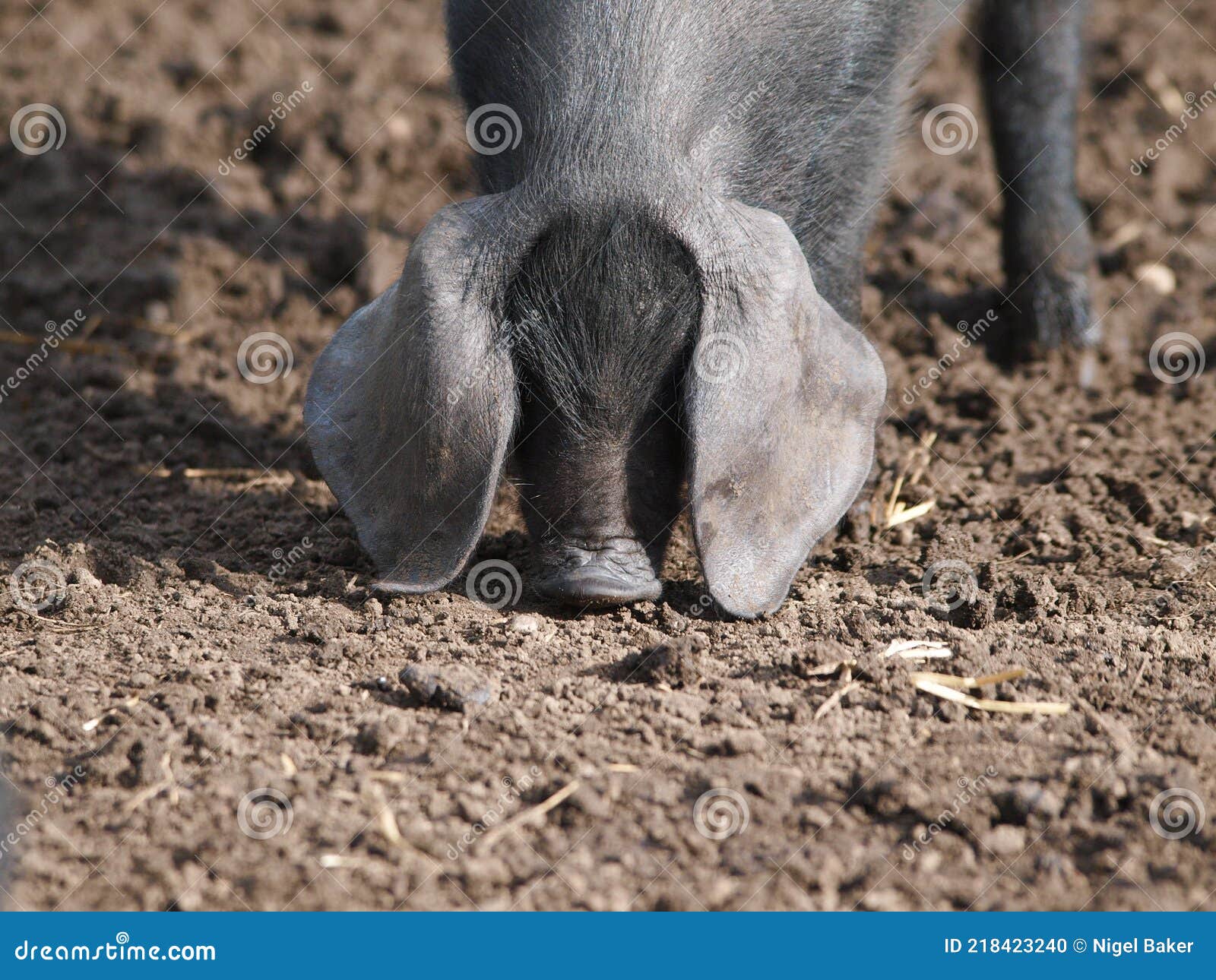 Rare Breed Pig stock photo. Image of breed, snout, suffolk - 218423240