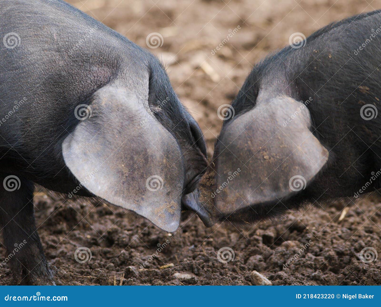 Rare Breed Pig stock photo. Image of farming, rare, wallow - 218423220