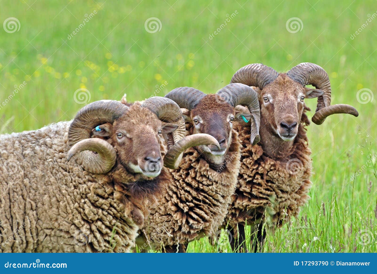 Rare Breed Sheep stock photo. Image of spring, rare, countryside - 17293790