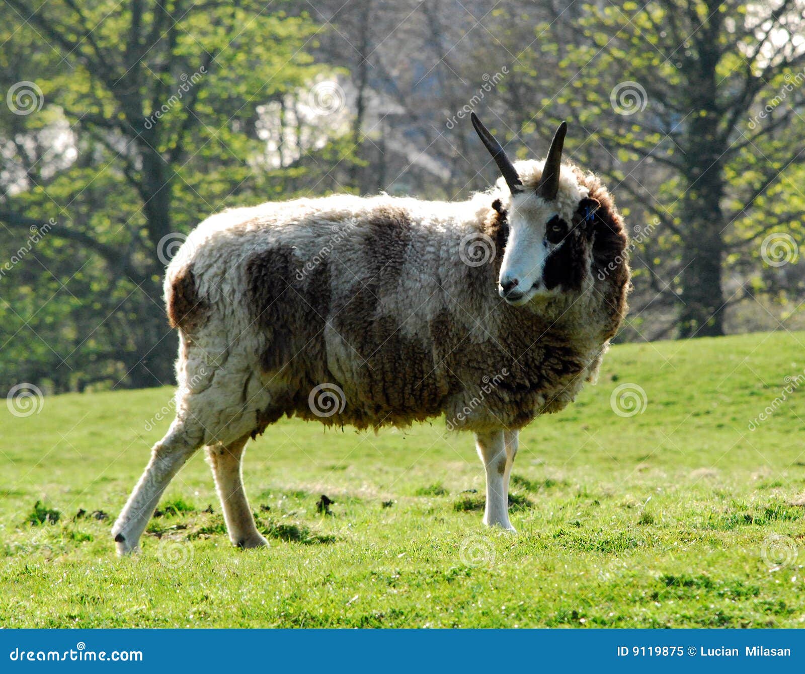 Rare breed of sheep stock image. Image of sheep, horns - 9119875