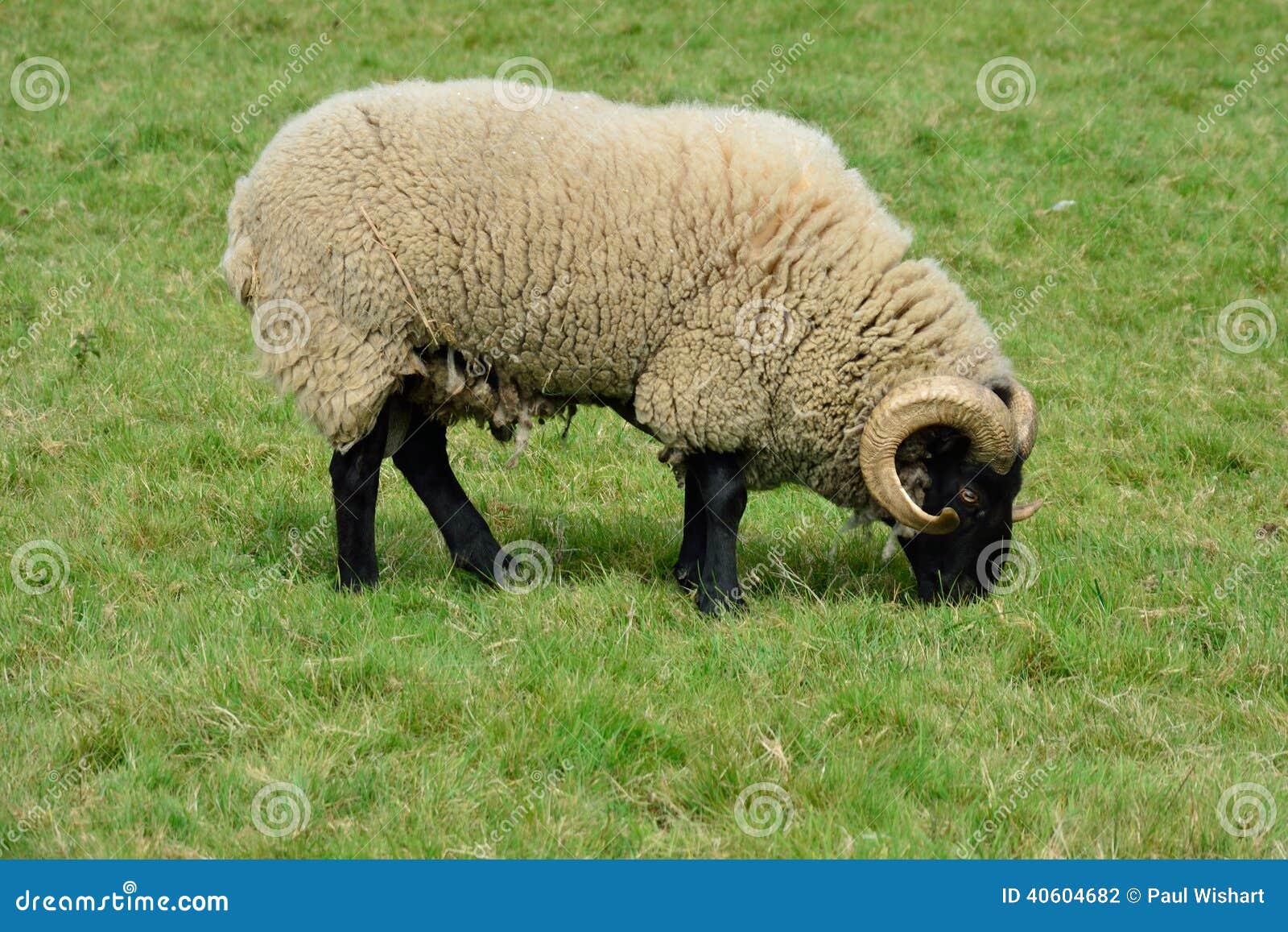 Rare breed sheep in field stock photo. Image of horned - 40604682
