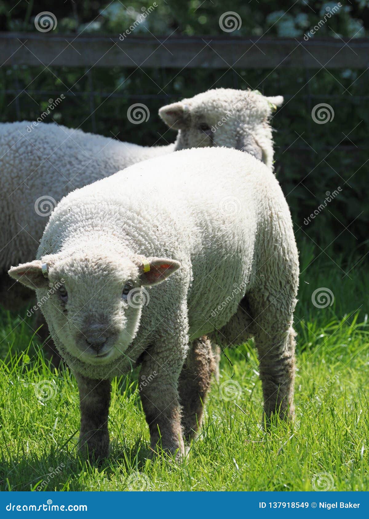 Rare Breed Sheep stock image. Image of baby, sheep, farm - 137918549