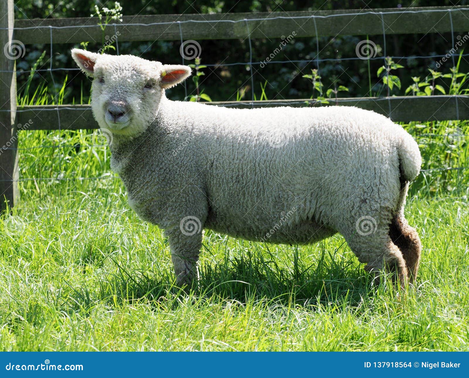 Rare Breed Sheep stock photo. Image of production, animal - 137918564