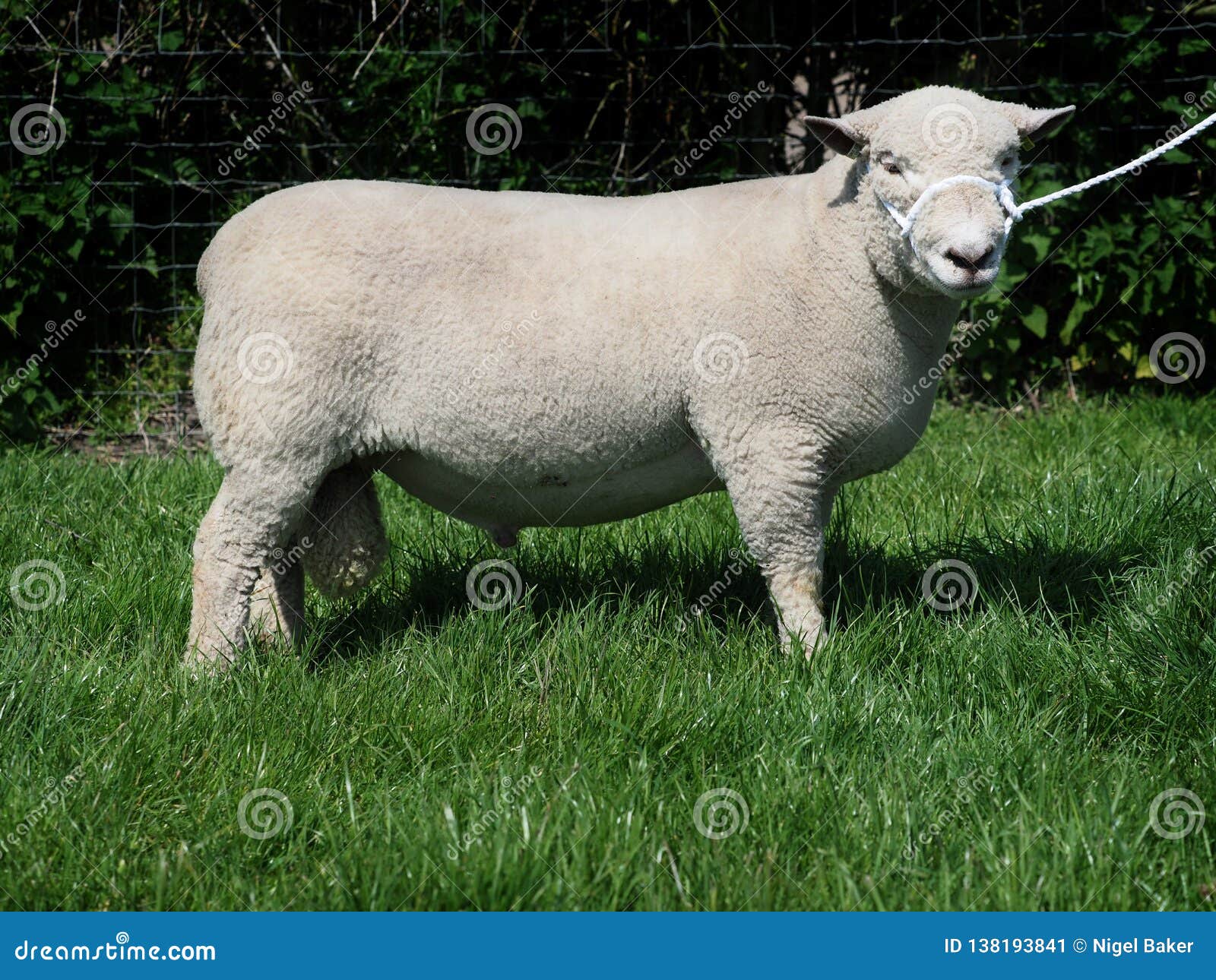 Rare Breed Sheep stock image. Image of meat, southdown - 138193841