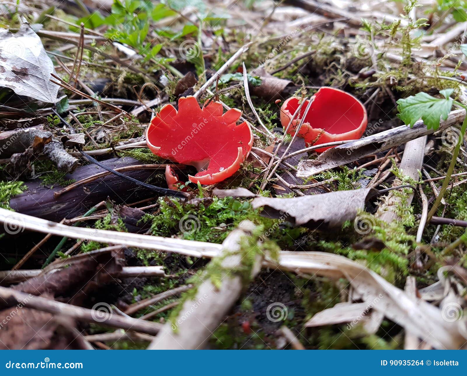 Rare Bright Red Cup Fungi, Microstoma Protractum Stock Photo - Image of ...