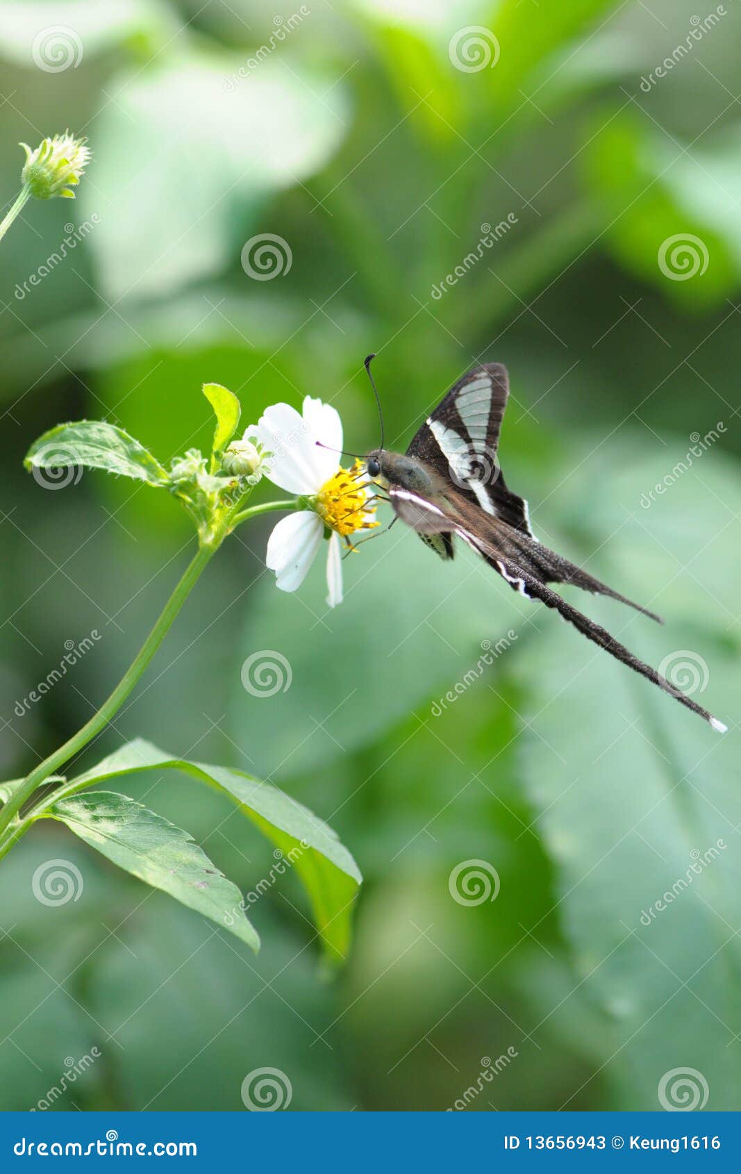 Rare Butterfly stock image. Image of education, awlet - 13656943