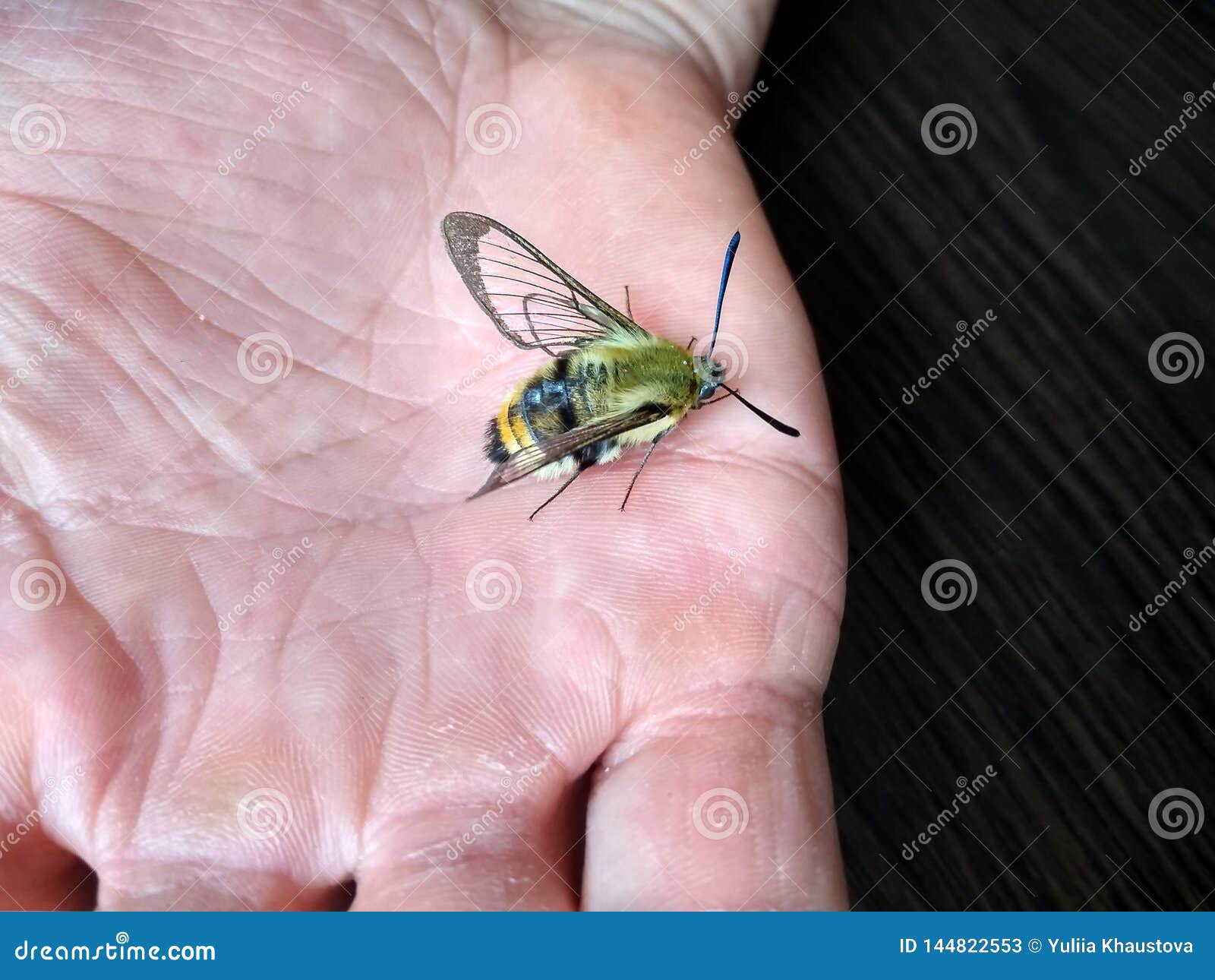 Rare Butterfly Hawk Moth on Man`s Hand Stock Image - Image of closeup ...