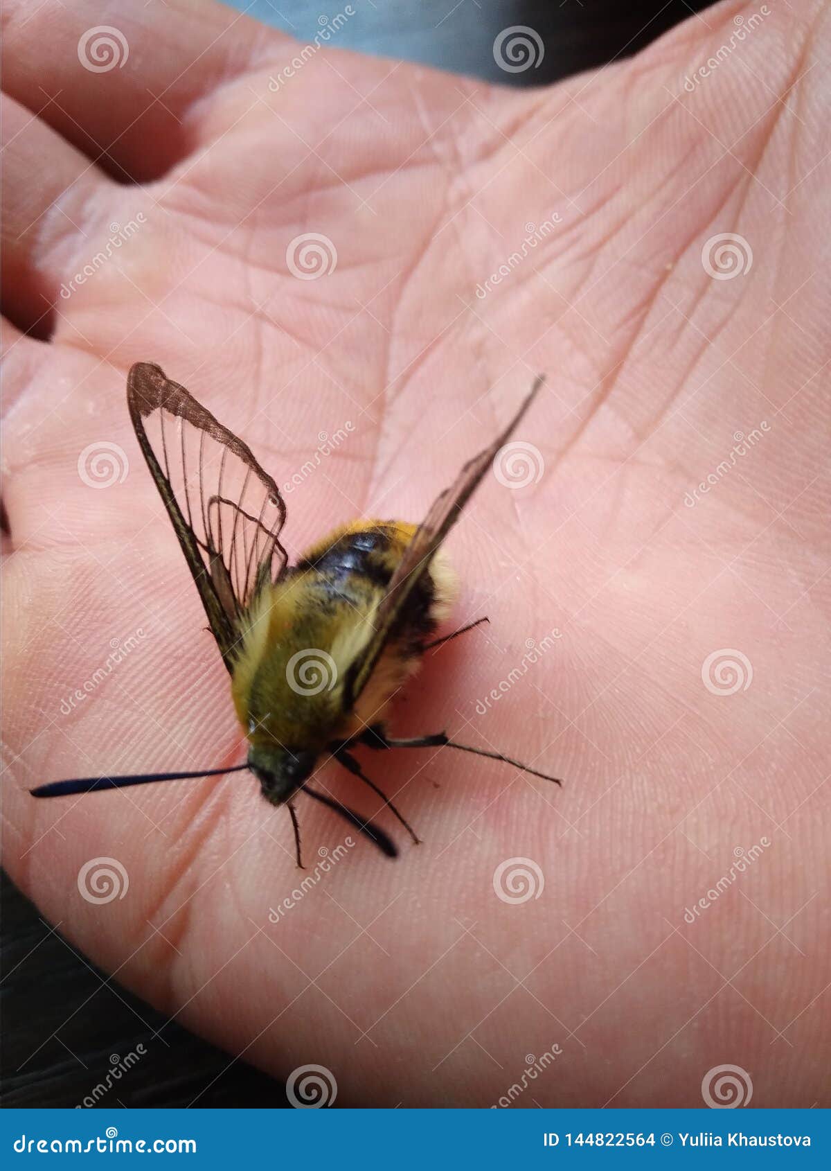 Rare Butterfly Hawk Moth on Man`s Hand Stock Photo - Image of nature ...