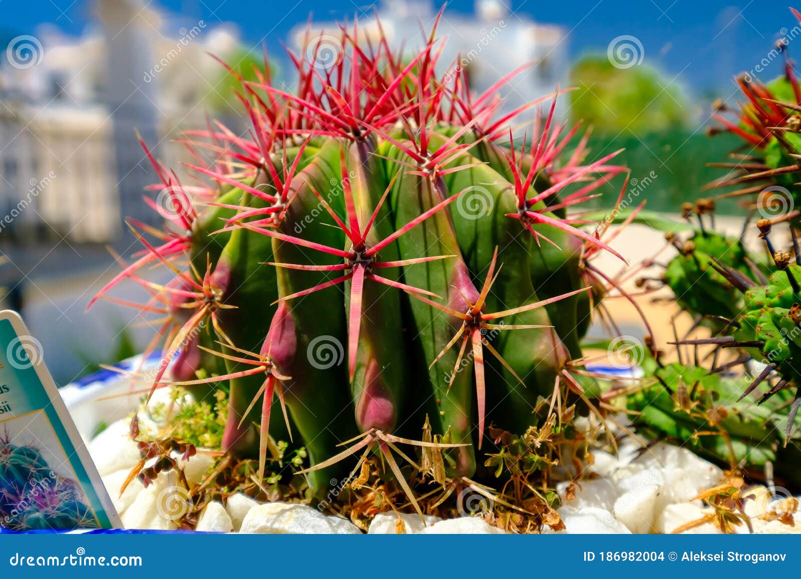 Rare Cactus Species, Arboretum, Spain, Rare Species Stock Photo - Image ...