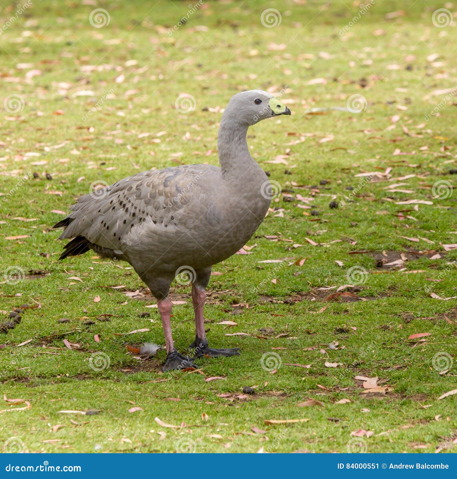 Rare cape Barren goose stock image. Image of australia - 84000551