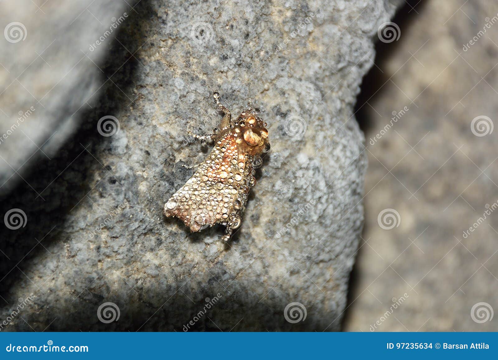 The Rare Cave Moth, Scoliopteryx Libatrix Stock Photo - Image of ...