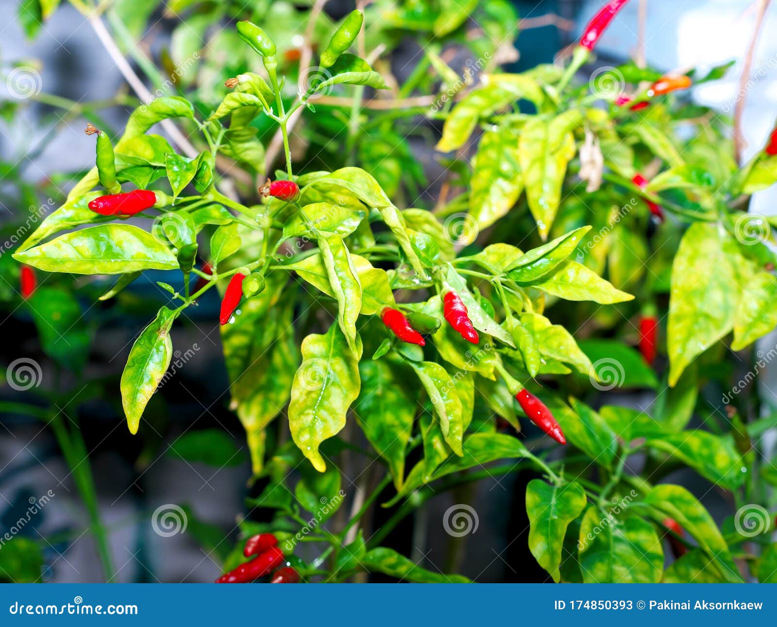 Rare Cayenne pepper stock image. Image of willd, arundinacea - 174850393