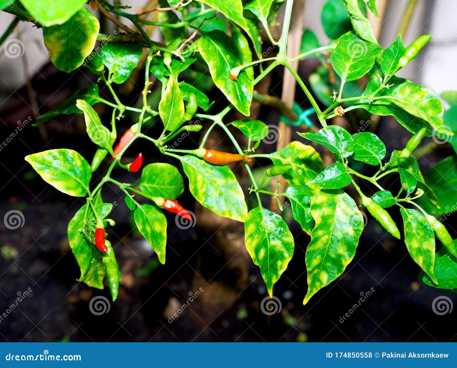 Rare Cayenne pepper stock photo. Image of shoot, rare - 174850558