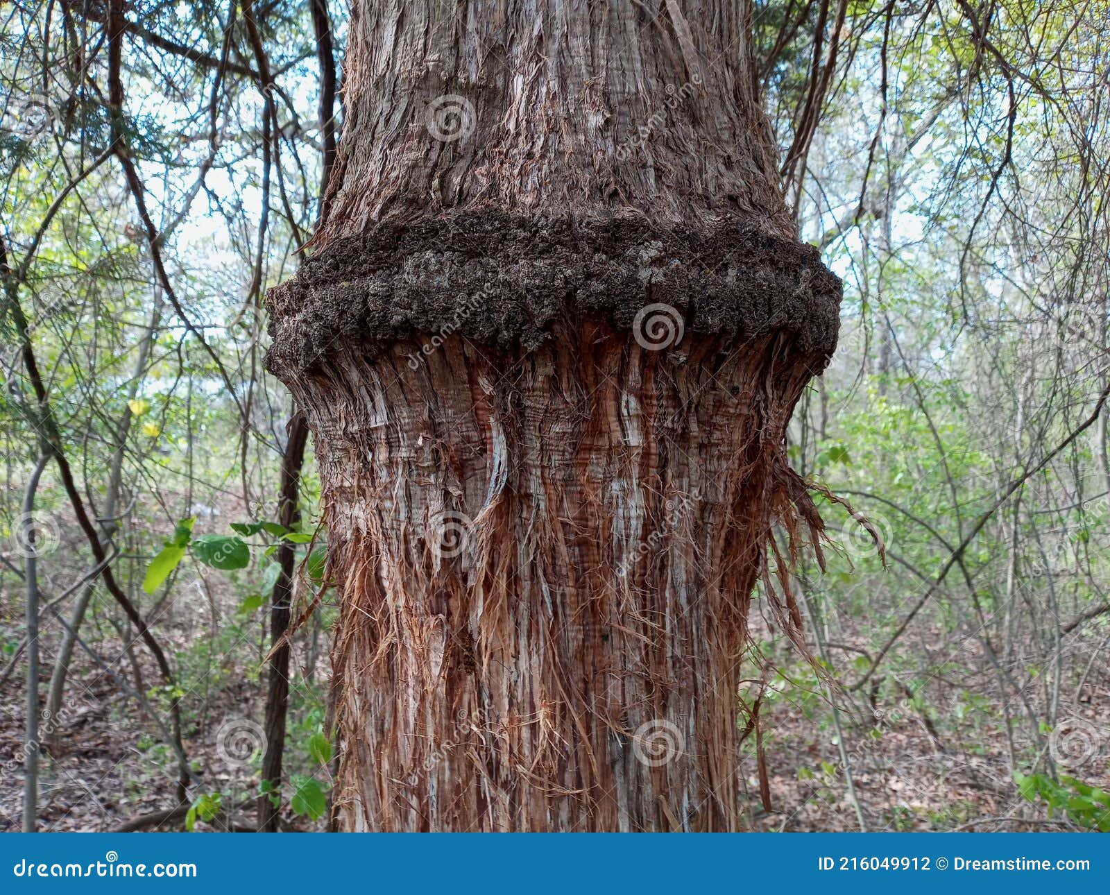 Rare Ceder Tree Stilwell, OK Stock Photo - Image of deciduous, forest ...