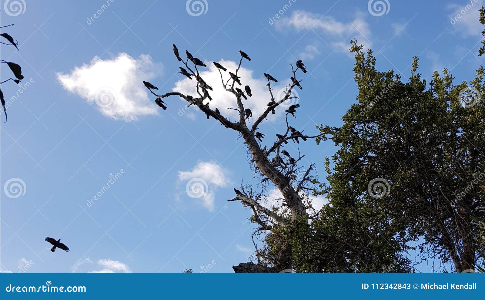 Birds in a tree stock image. Image of flock, tree, cockatiel - 112342843