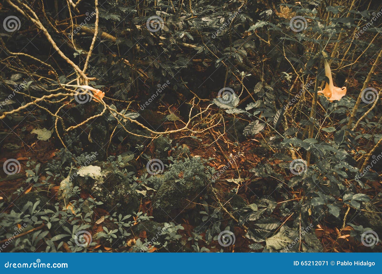 Rare Dark Colored Bushes and Branches Growing from Stock Image - Image ...
