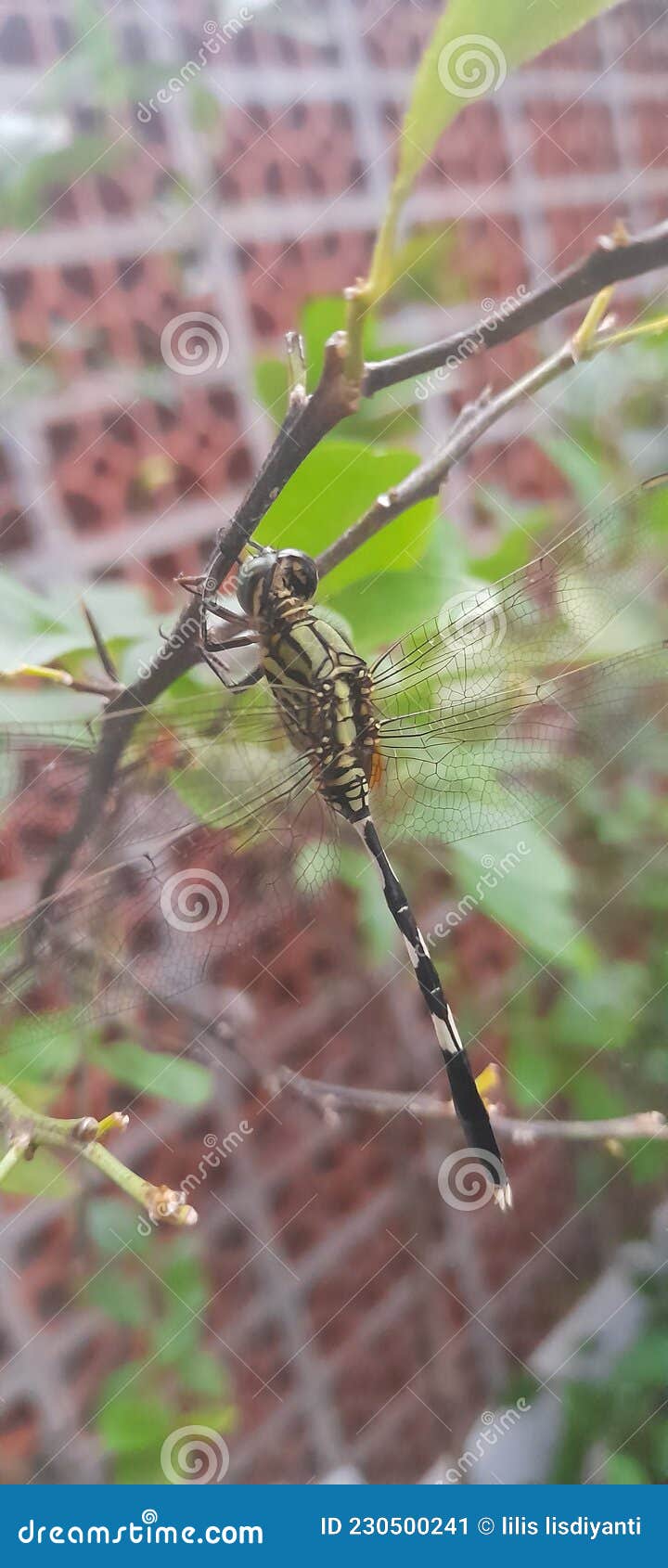 Rare dragonfly stock image. Image of insect, rare, wing - 230500241