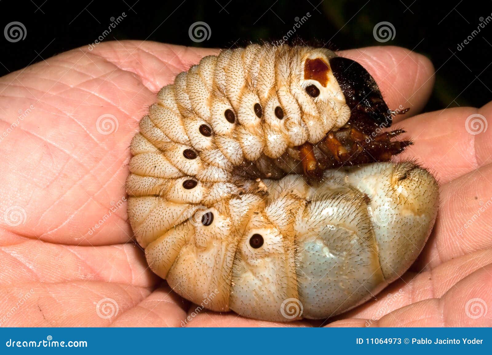 Beetle Grub Lying On A Tree Bark Royalty-Free Stock Image ...