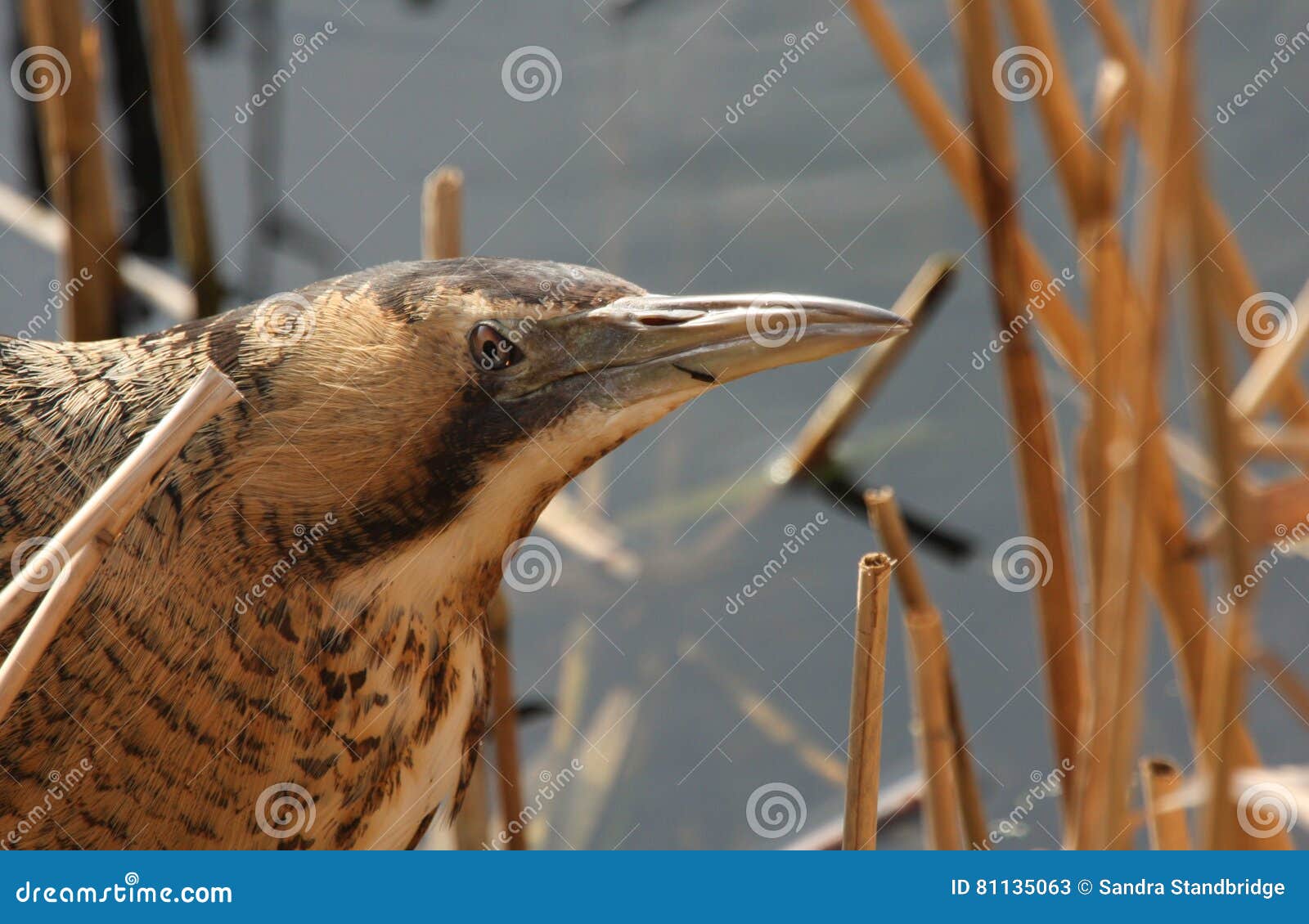 Rare And Elusive Creatures Royalty-Free Stock Image | CartoonDealer.com ...